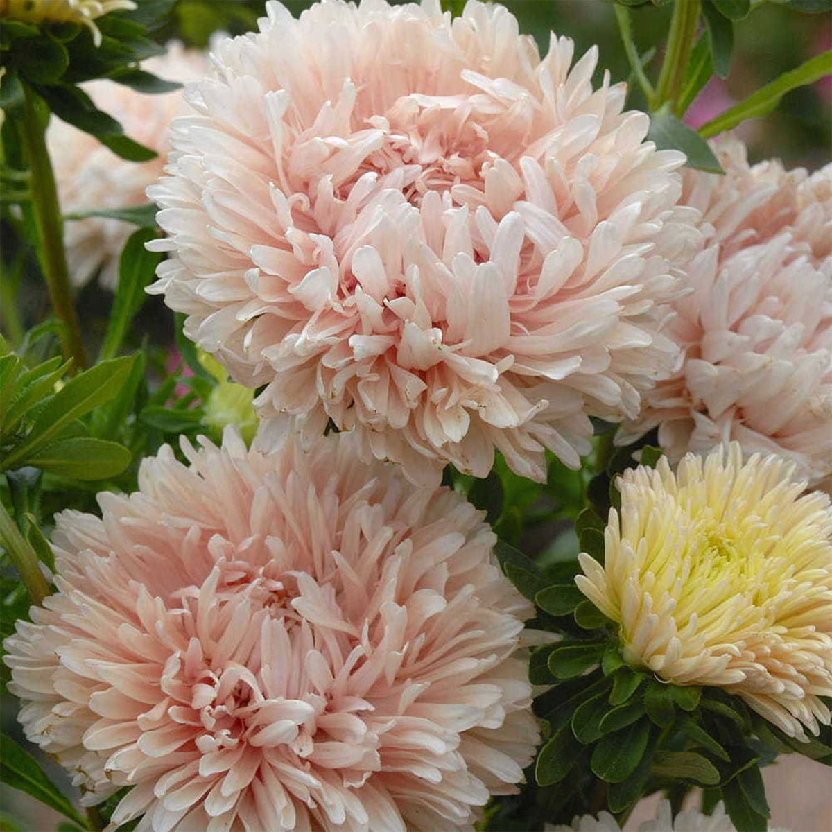 Red Cup Flowers - Fresh Flower Seeds. Grow Some Smiles! :)